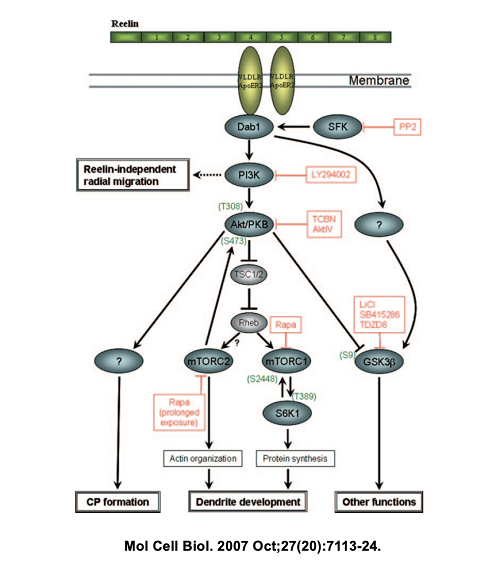 RELN（络丝蛋白） - 癫痫相关基因 - 儿童癫痫长程管理